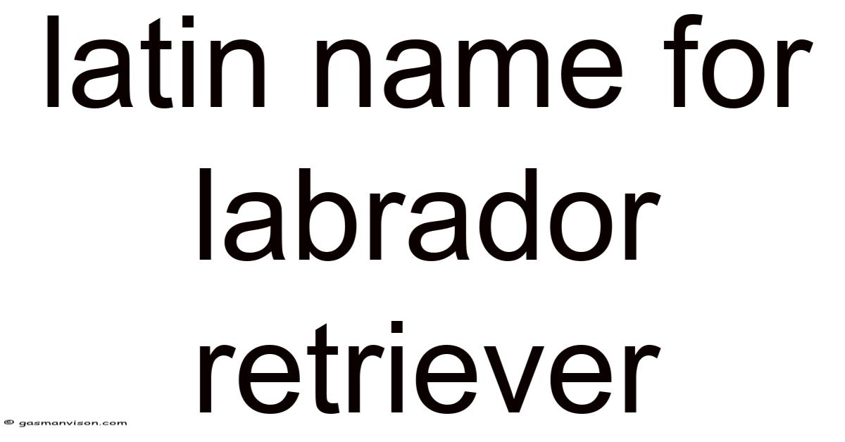 Latin Name For Labrador Retriever